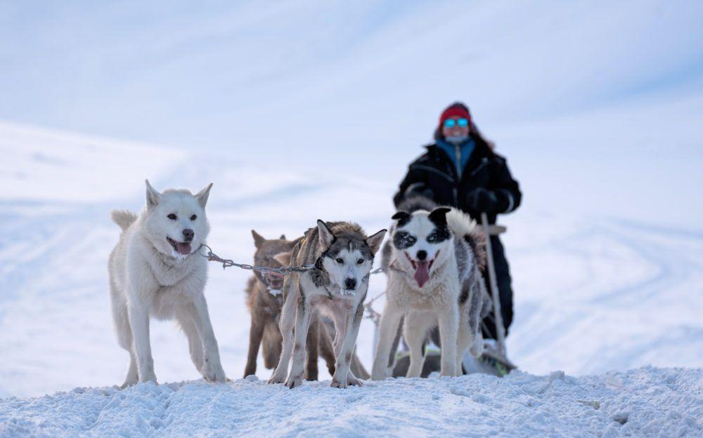 Hundeslede Svalbard - Basecamp Explorer